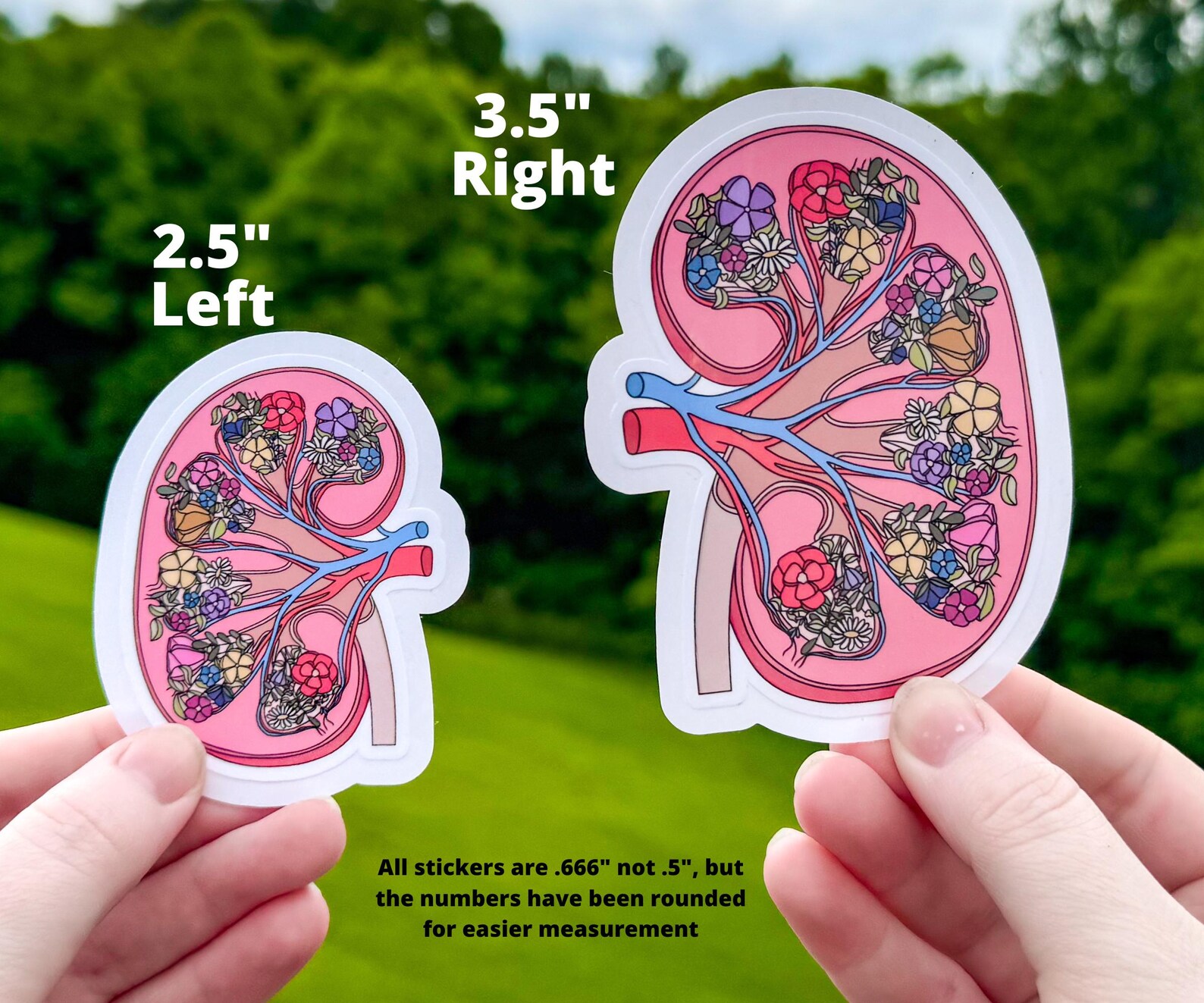 Kidney Sticker, Floral Anatomy Left and Right Kidney Disease Awareness ...