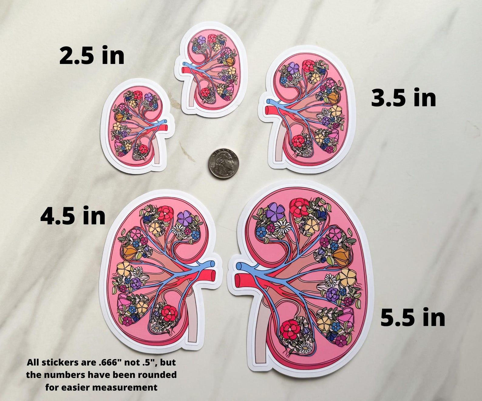 Kidney Sticker, Floral Anatomy Left and Right Kidney Disease Awareness ...