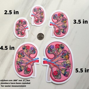 Kidney Sticker, Floral Anatomy Left and Right Kidney Disease Awareness ...