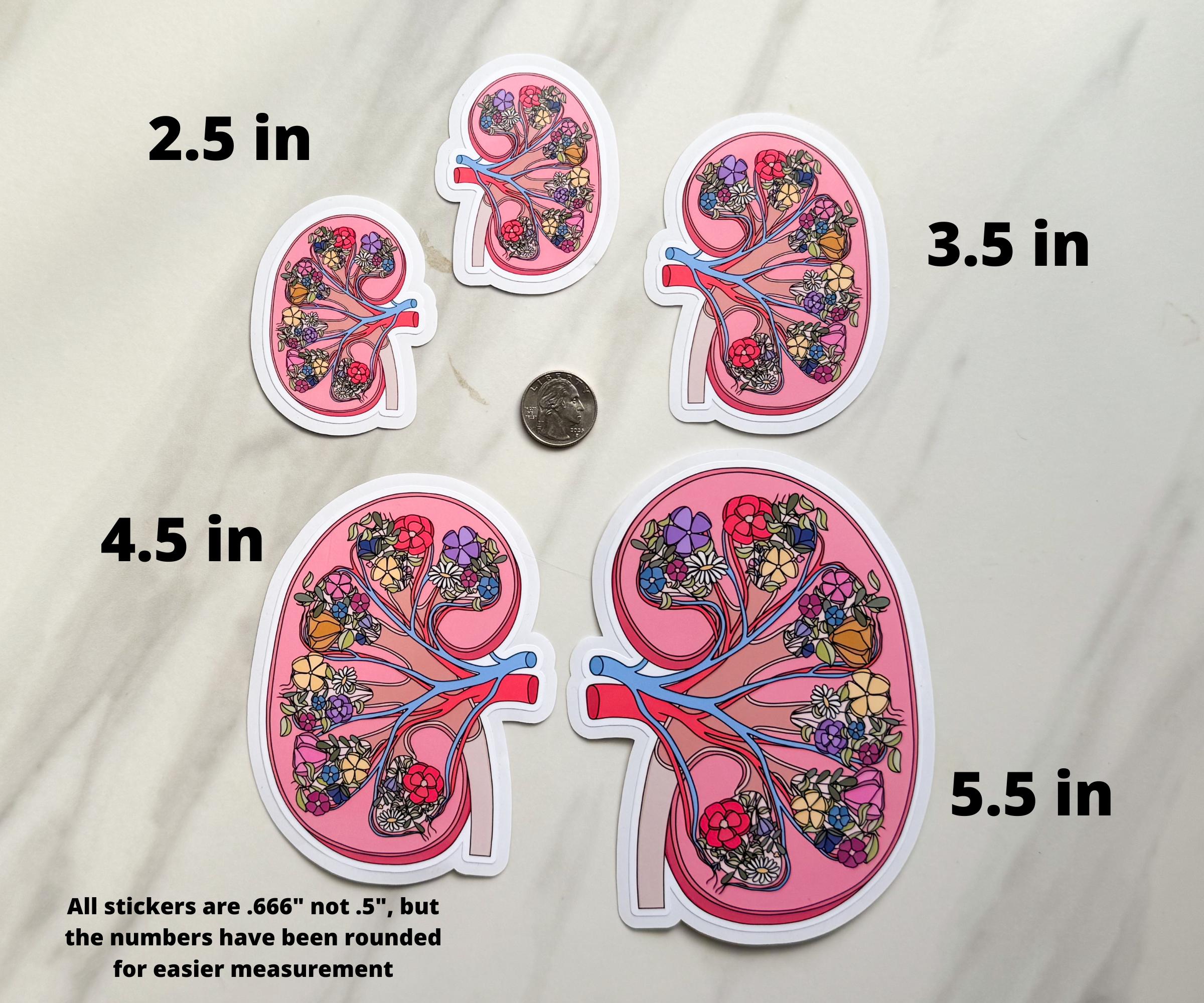 Kidney Sticker, Floral Anatomy Left and Right Kidney Disease Awareness ...