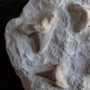 50+ Million Years Old, Otodus Shark Teeth in the Matrix, Natural ...