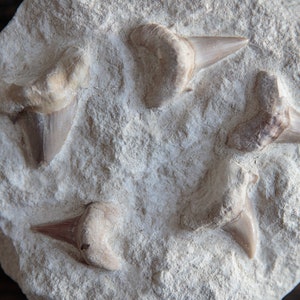 50+ Million Years Old, Otodus Shark Teeth in the Matrix, Natural ...