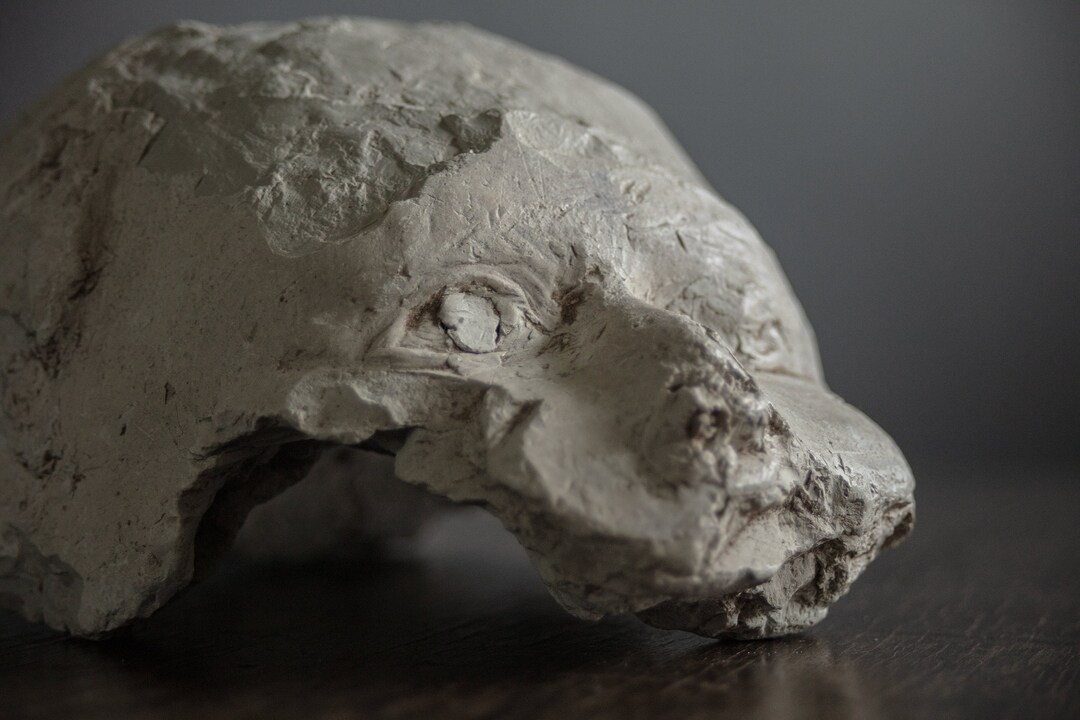 Human Head Sculpture, Anatomical Skull Study, Alas Poor Yorick, Morbid ...