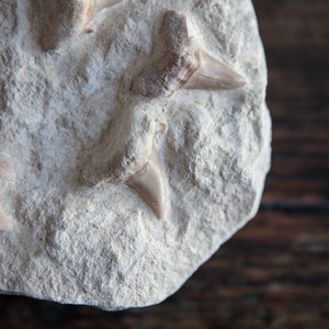 50+ Million Years Old, Otodus Shark Teeth in the Matrix, Natural ...