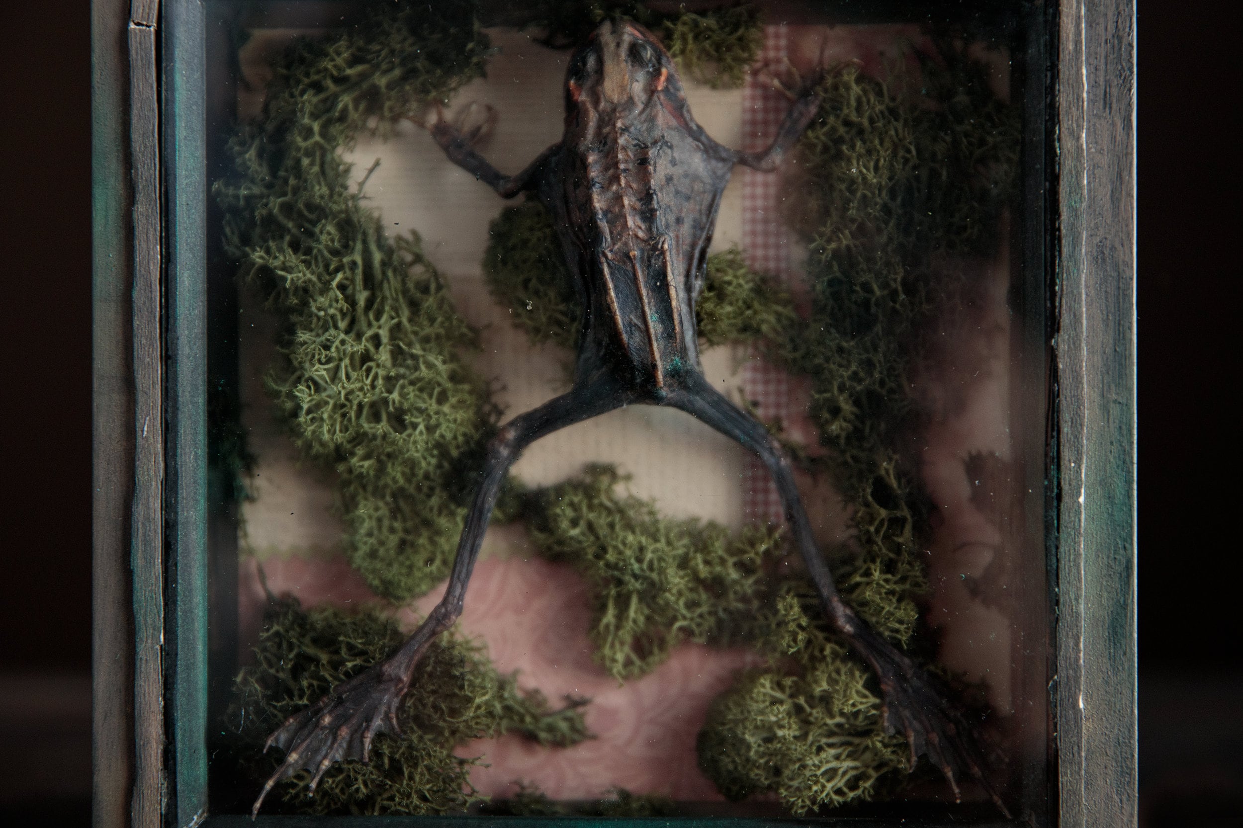 Vintage Frog Taxidermy in a Wooden Box Frame Natural History - Etsy Canada