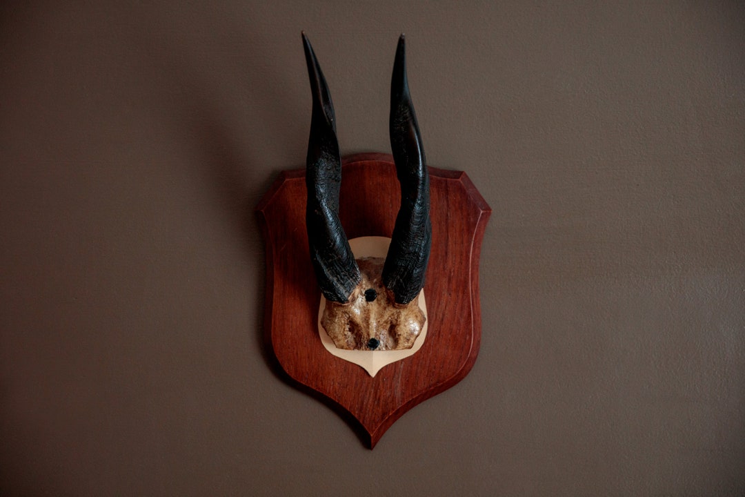 Antique Eland Horn Trophy, P.spicer & Sons, Wall Hanging Mounted ...
