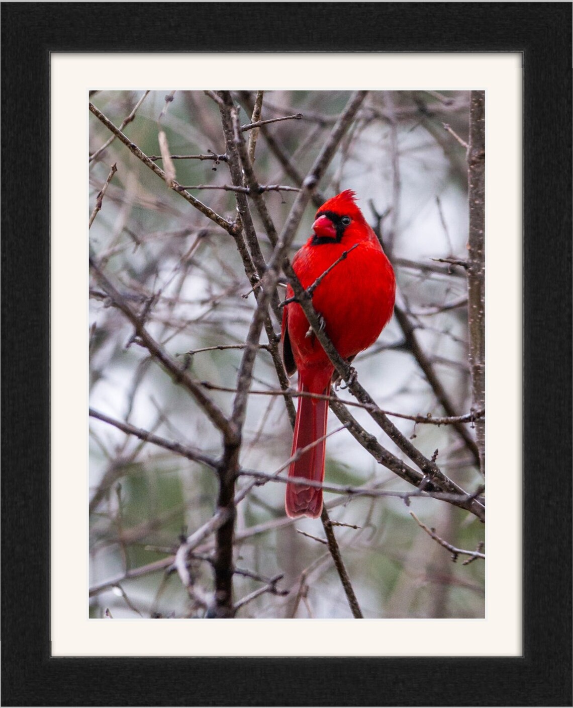 Winter Cardinal, Cardinal, Fine Art Prints, Wall Art, Wildlife - Etsy