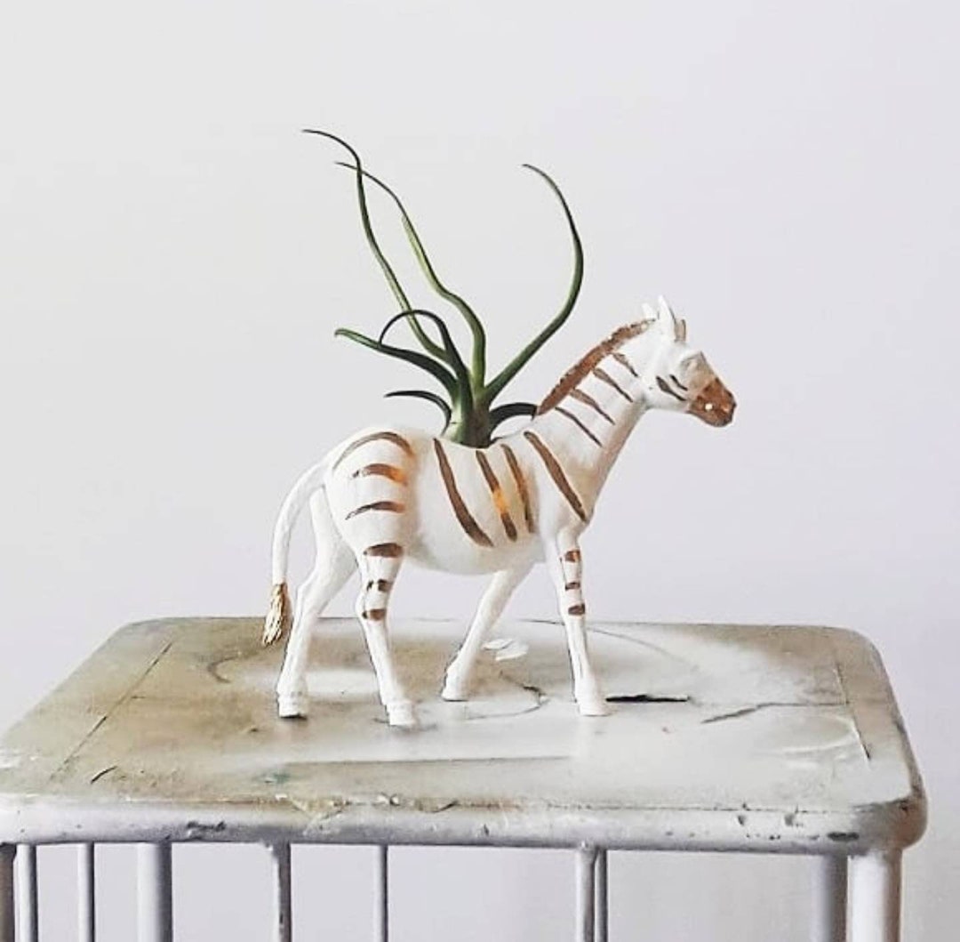 Zebra Planter With Air Plant / Best Friends Gift // Indoor Planters ...