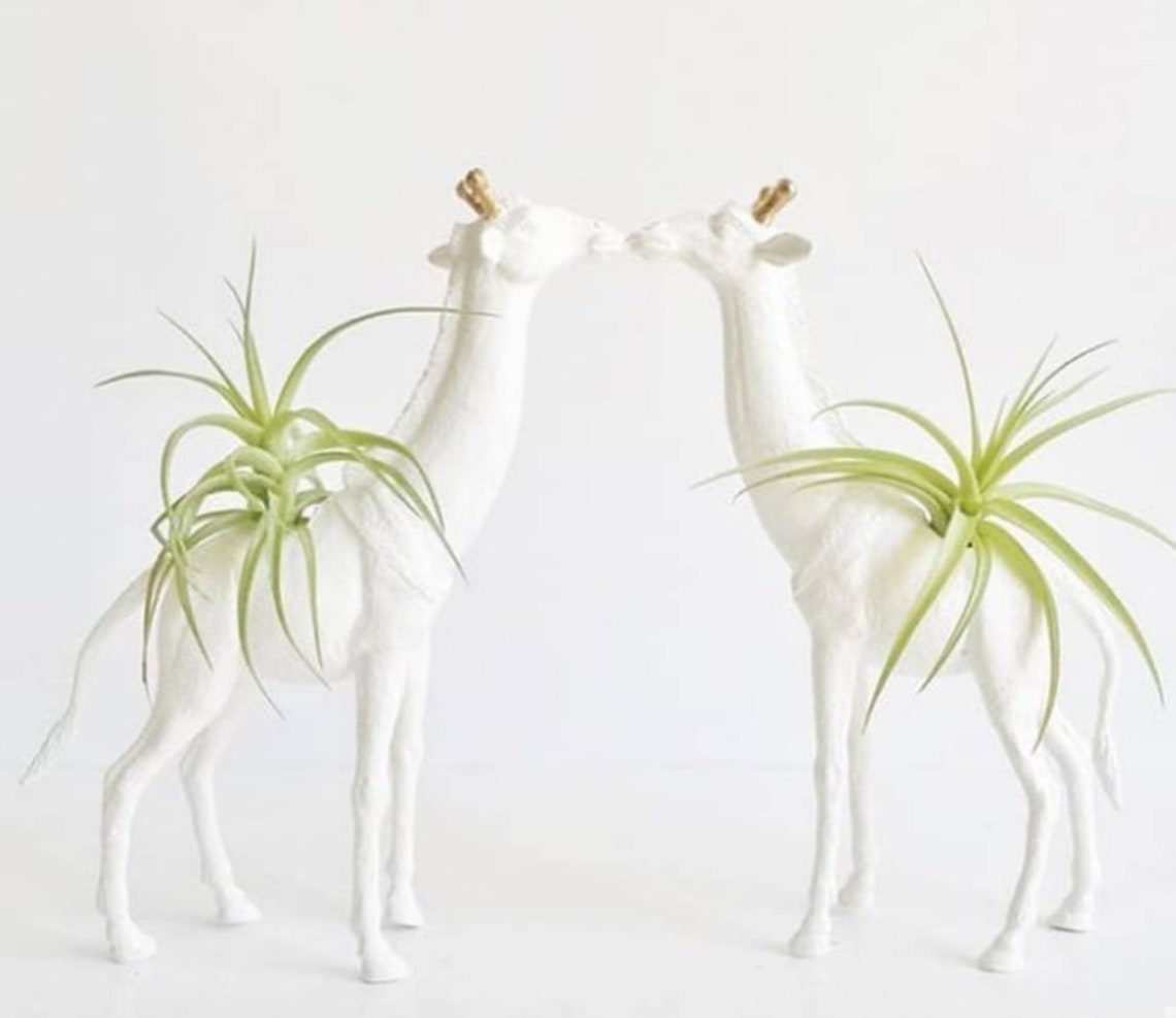 Giraffe Planters With Air Plant Best Friends Indoor - Etsy