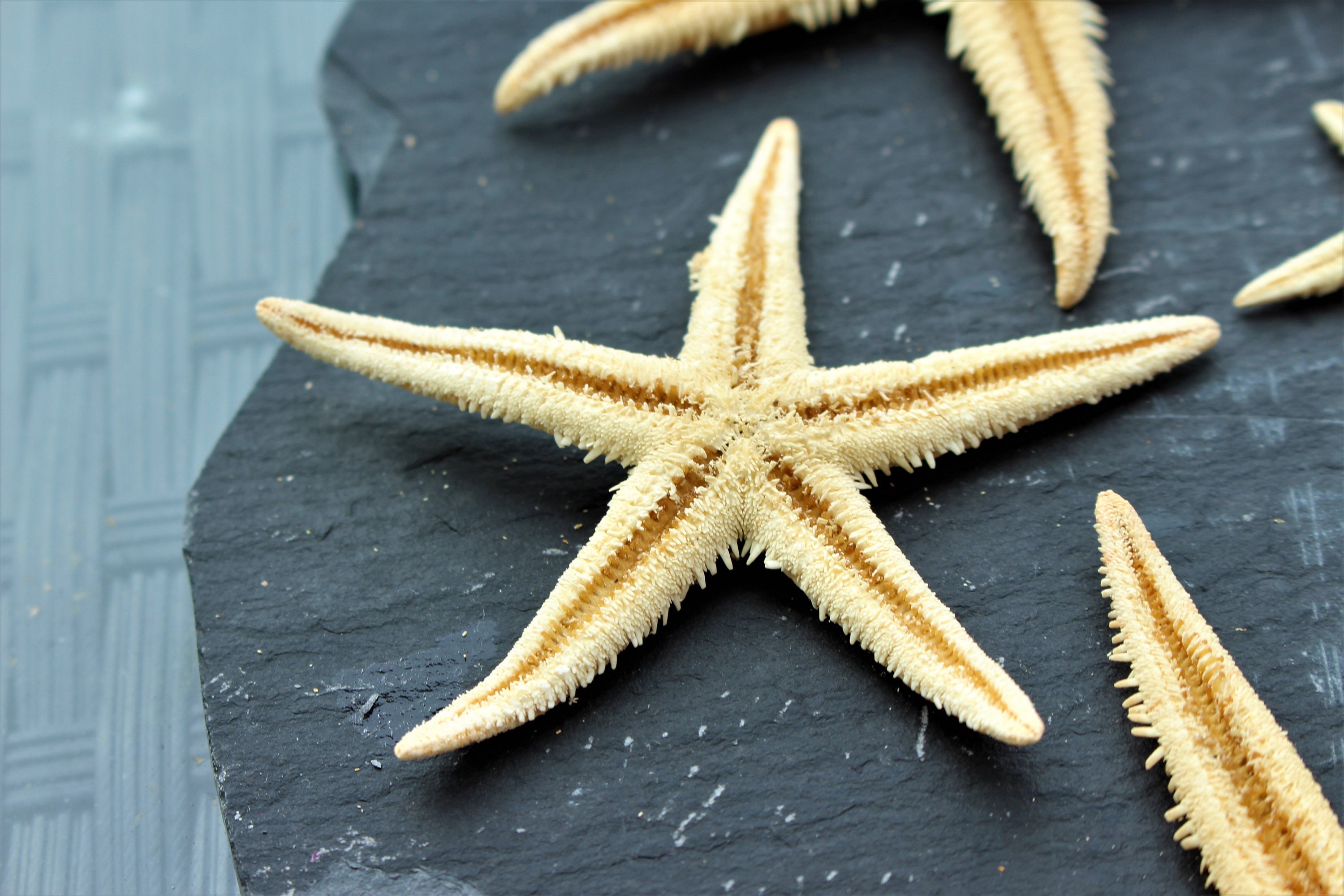 Cornish Natural Starfish - Individual Real Mixed Sized, Unique and ...