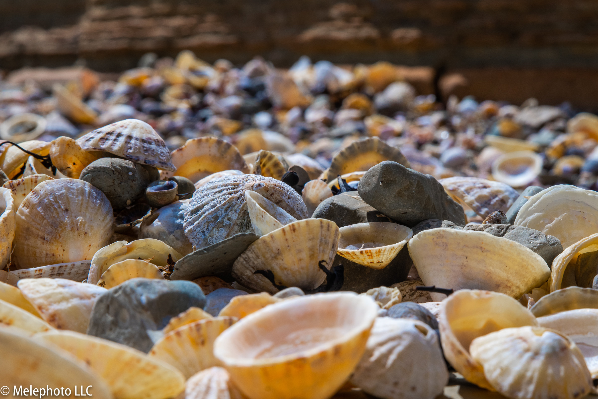 Limpets on a Beach, Orkney - Etsy