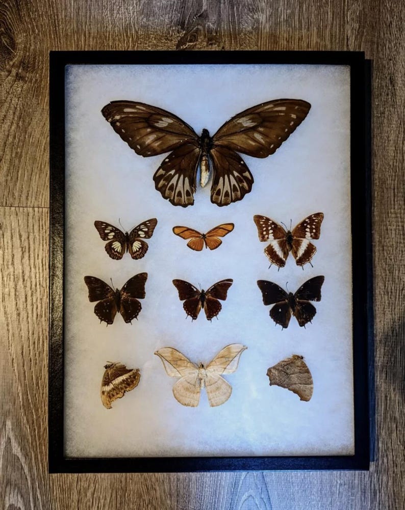 Antique Taxidermy Real Butterfly Moth Decor - Etsy