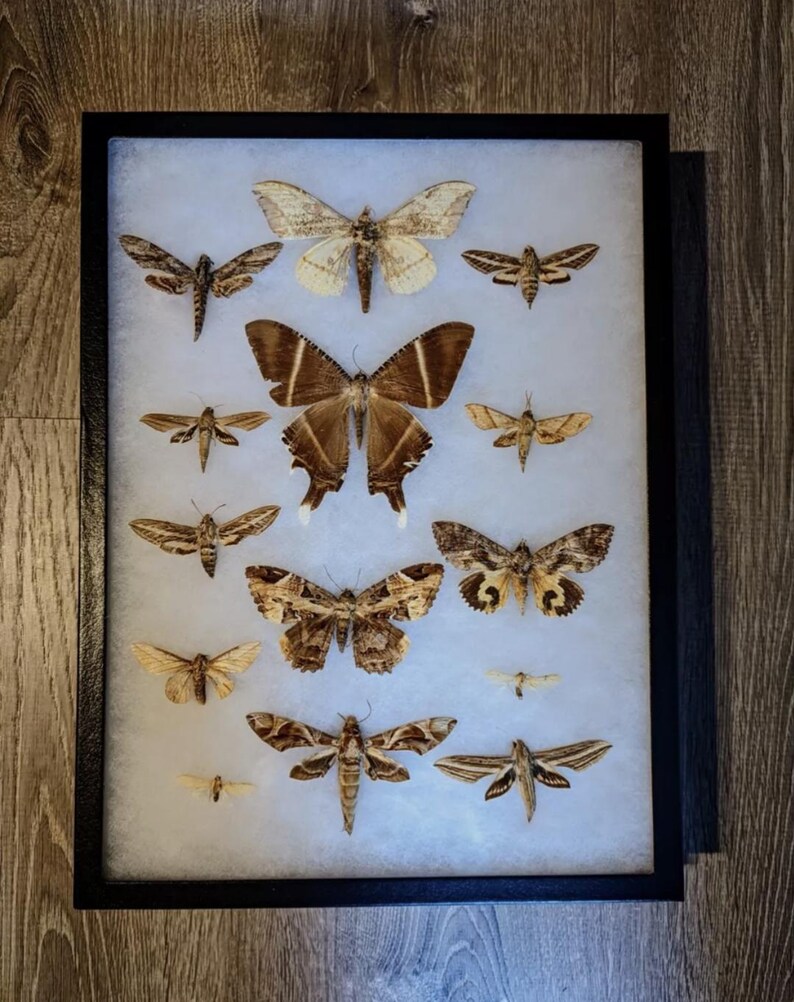 Antique Taxidermy Real Butterfly Moth Decor - Etsy