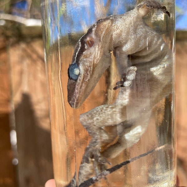Wet Specimen - Etsy