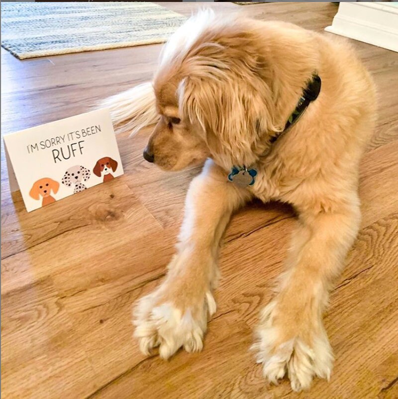 Sorry It's Been Ruff Puppy Dog Thinking of You Friendship Sympathy Card ...