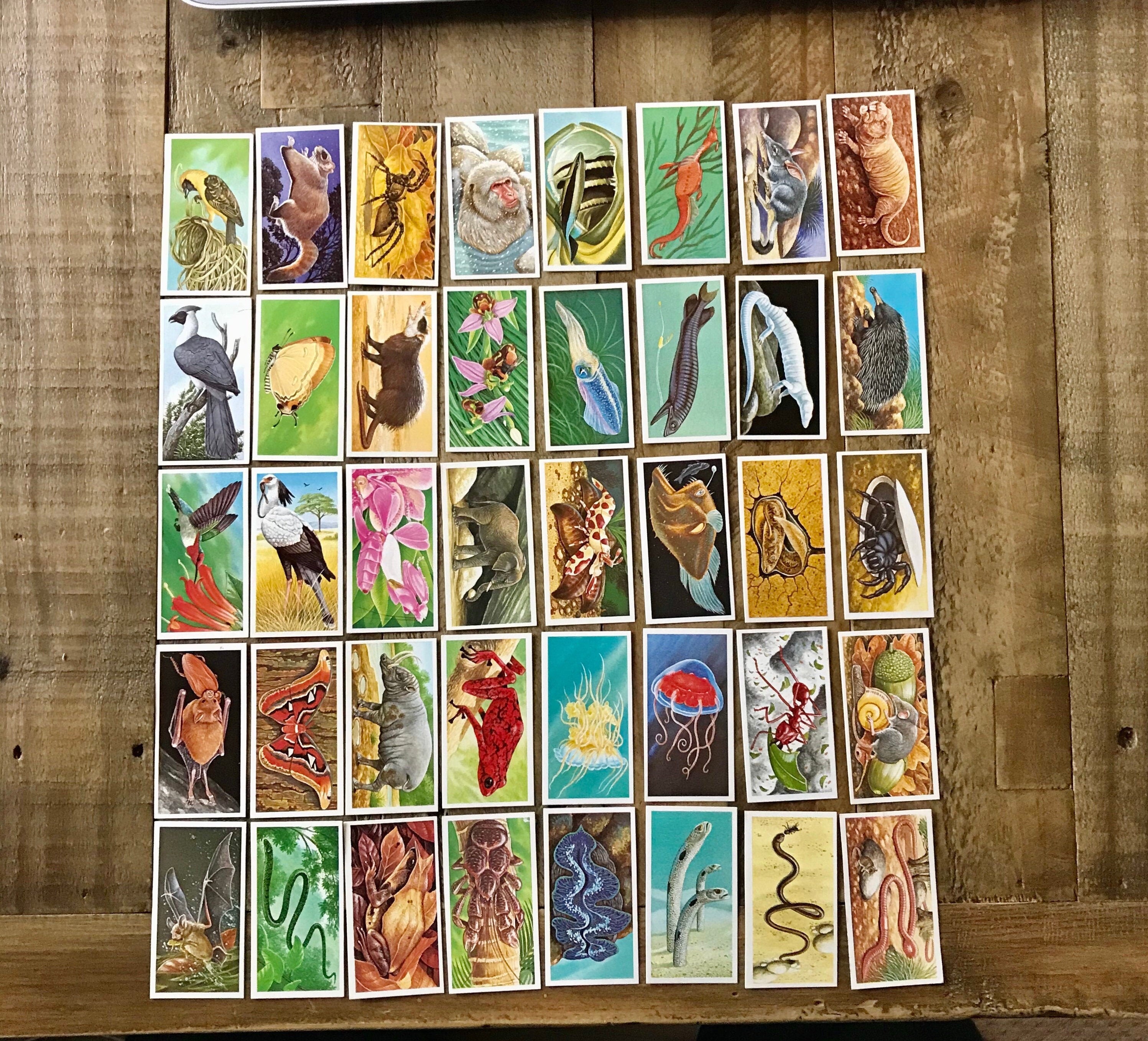 A Full Collection of 40 Vintage Tea Cards. Collectors Cards. | Etsy