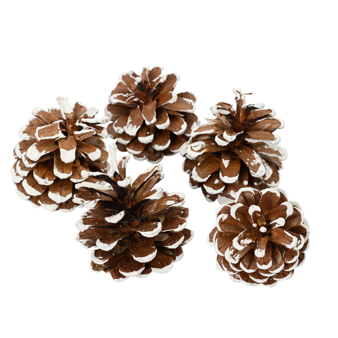 Pine Cones / Decorative Natural Cones 5-6 Cm Set of 5 Snow-covered - Etsy