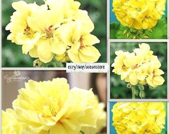 Geranium Flowers | Etsy