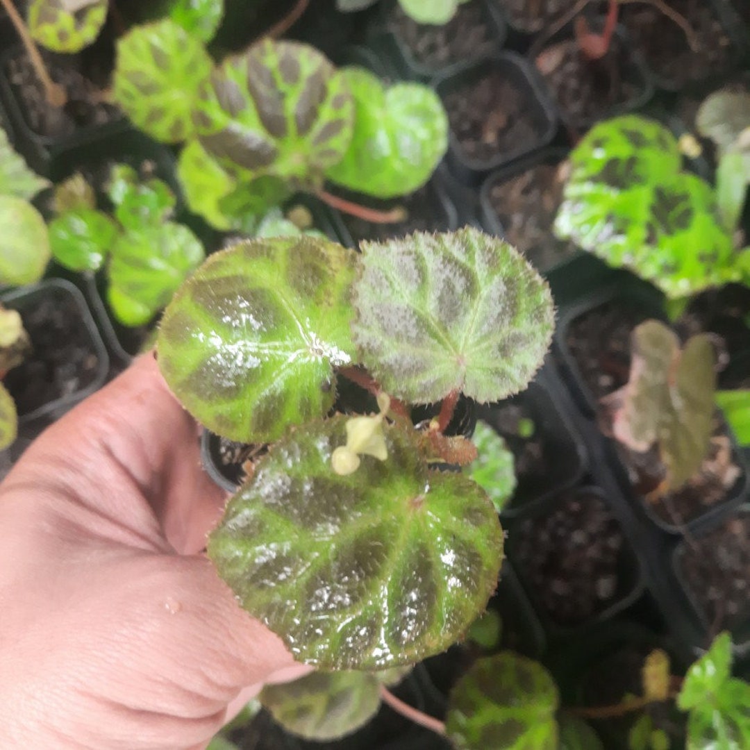 Begonia Sp Sumatera Paludarium Terrarium Vivarium Shipping DHL - Etsy