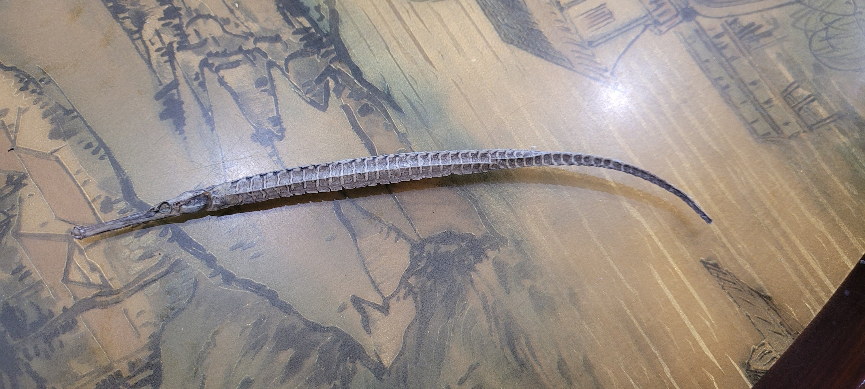 Pipefish Seadragon, Seahorse, Taxidermy,dried Fish, Specimen Fish ...