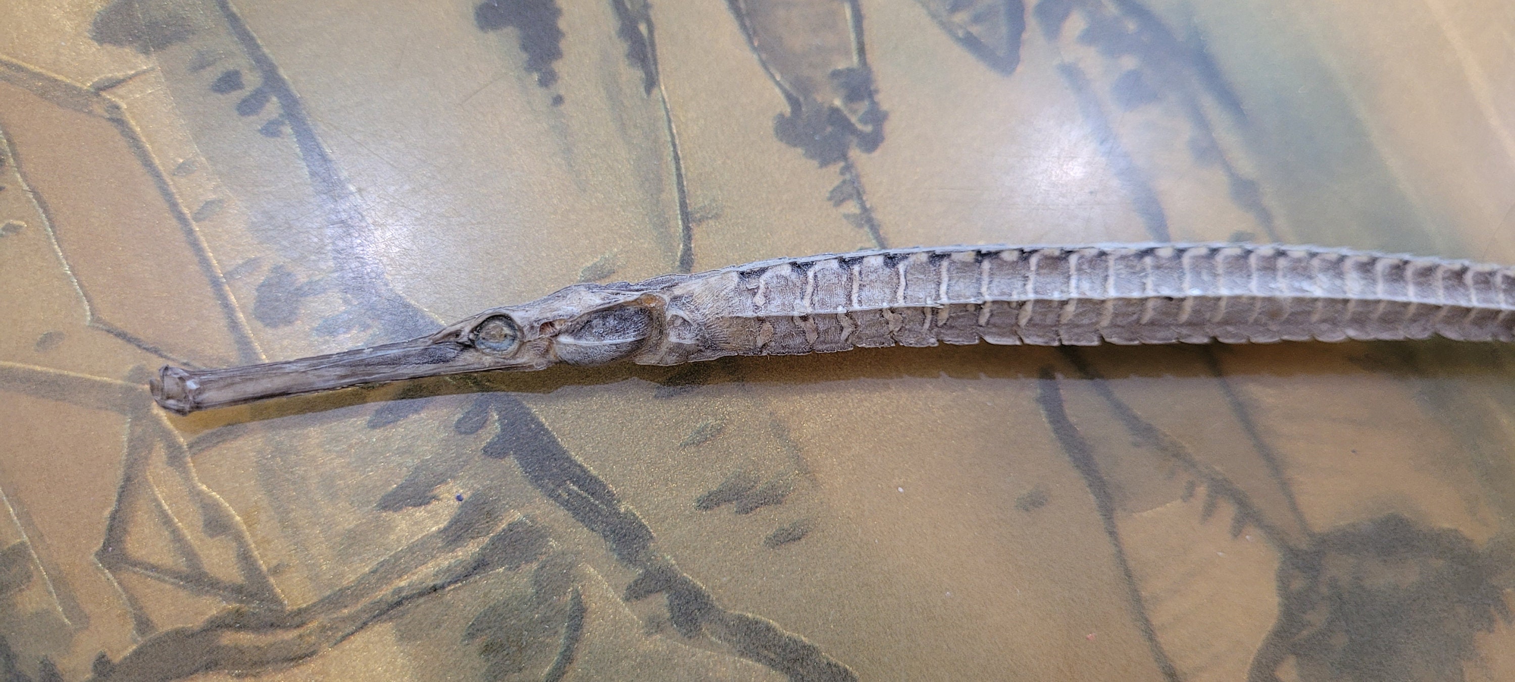 Pipefish Seadragon, Seahorse, Taxidermy,dried Fish, Specimen Fish ...