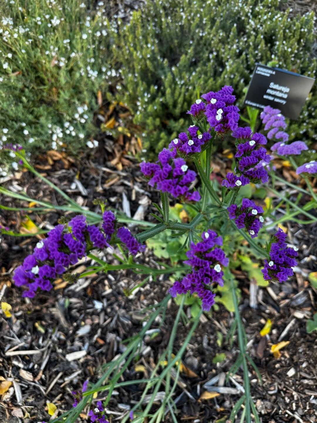 Limonium Sinuatum Dark Blue Floral Cut Flower Plant 6 Plug Plants - Etsy UK
