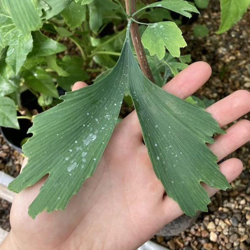 Ginko Biloba Pictures - Etsy UK