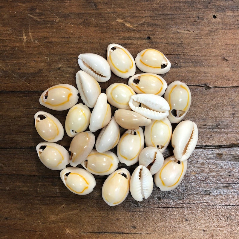 Cowrie Shell - Etsy