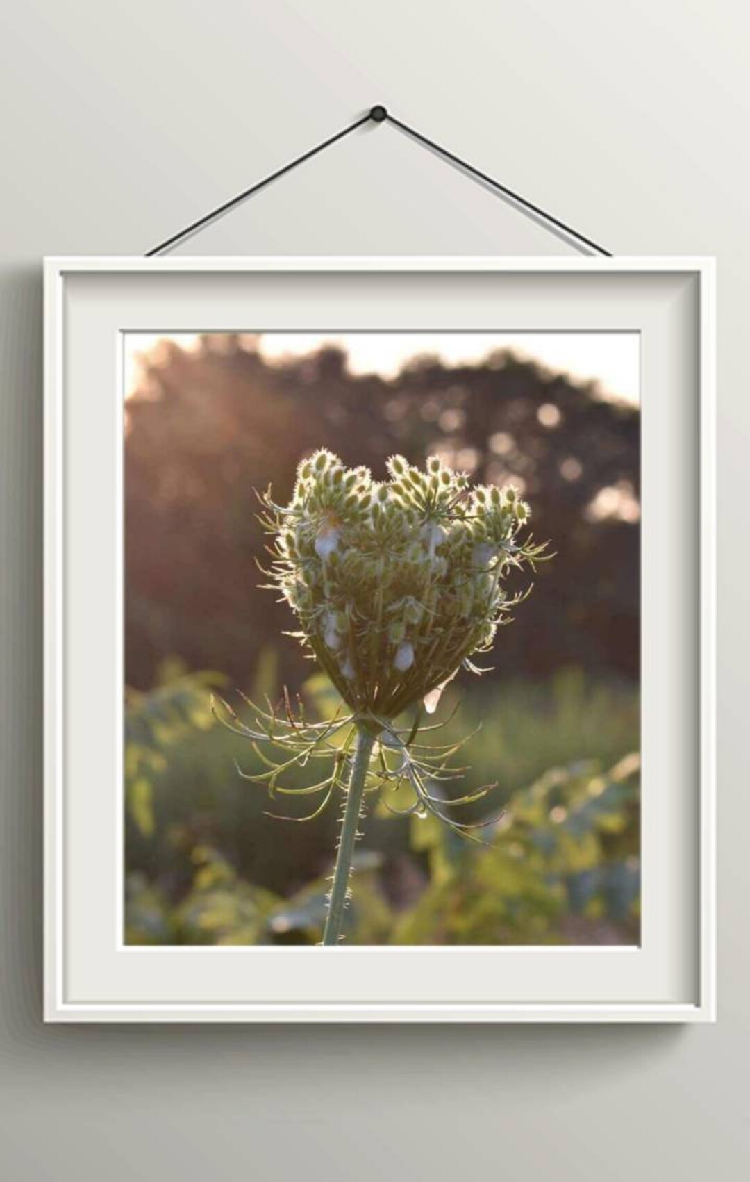 Wildflower Scene With Blurred Background, Printable Digital Download - Etsy