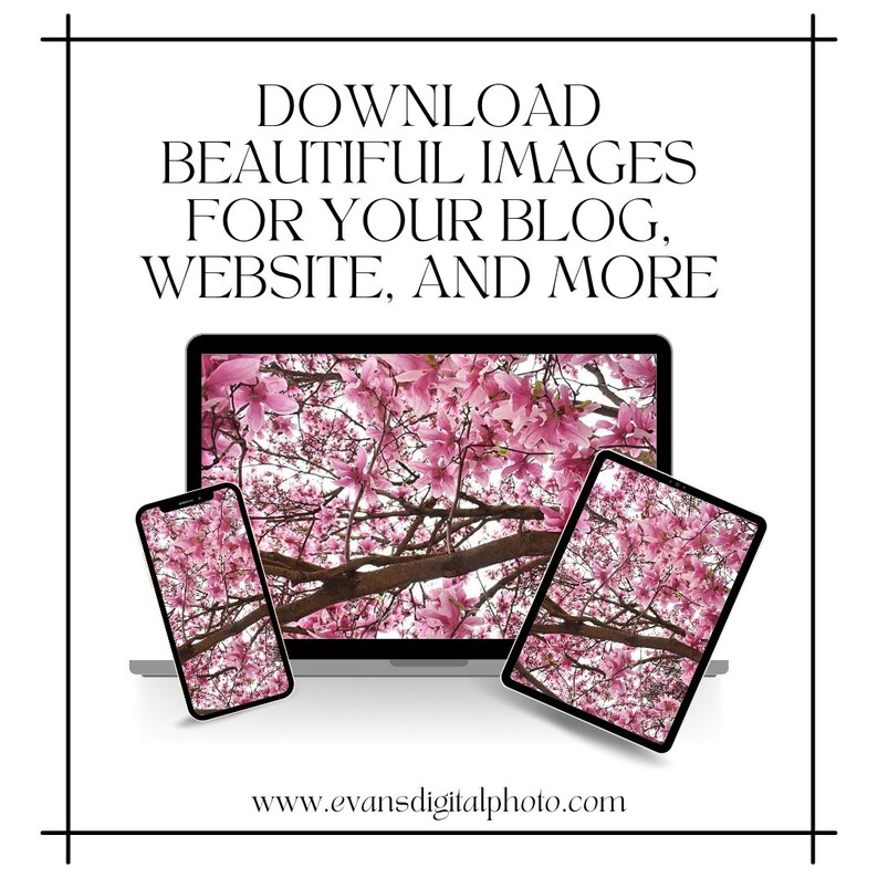 Pink Kentucky Magnolia Tree, Wall Art Photography, Printable Digital ...