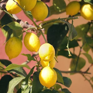 Dwarf Lemon Tree Seeds- From California Grown Trees,organic,nongmo - Etsy