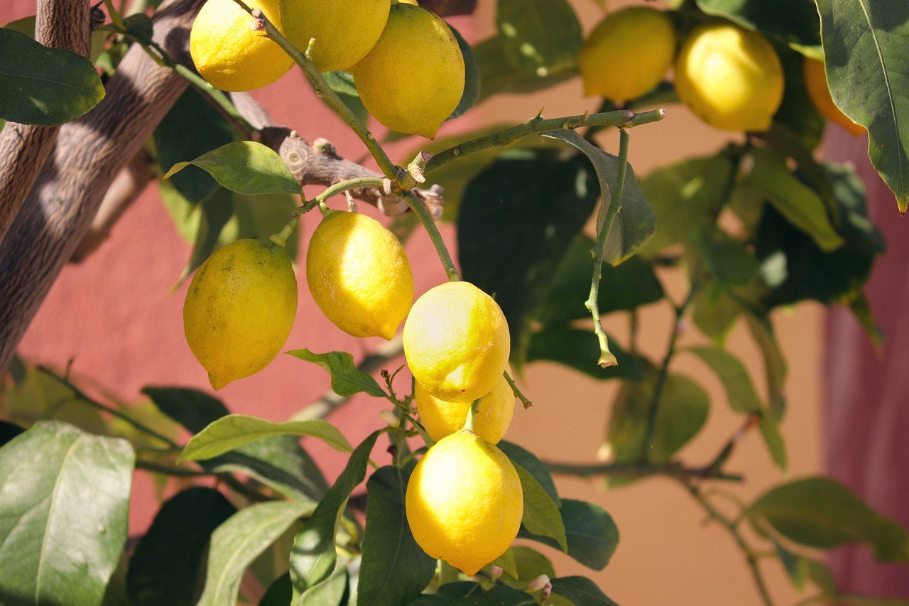 Dwarf Lemon Tree Seeds- From California Grown Trees,organic,nongmo - Etsy