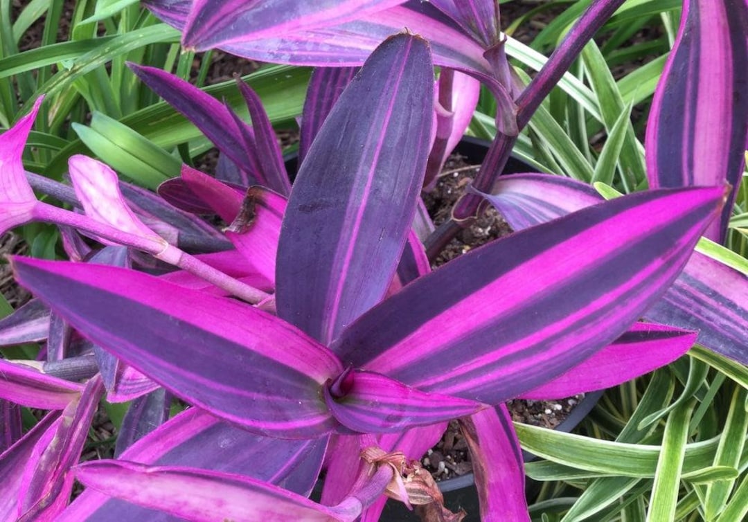 Variegated Purple Heart Setcreasea Pallida Tradescantia Fully Rooted ...