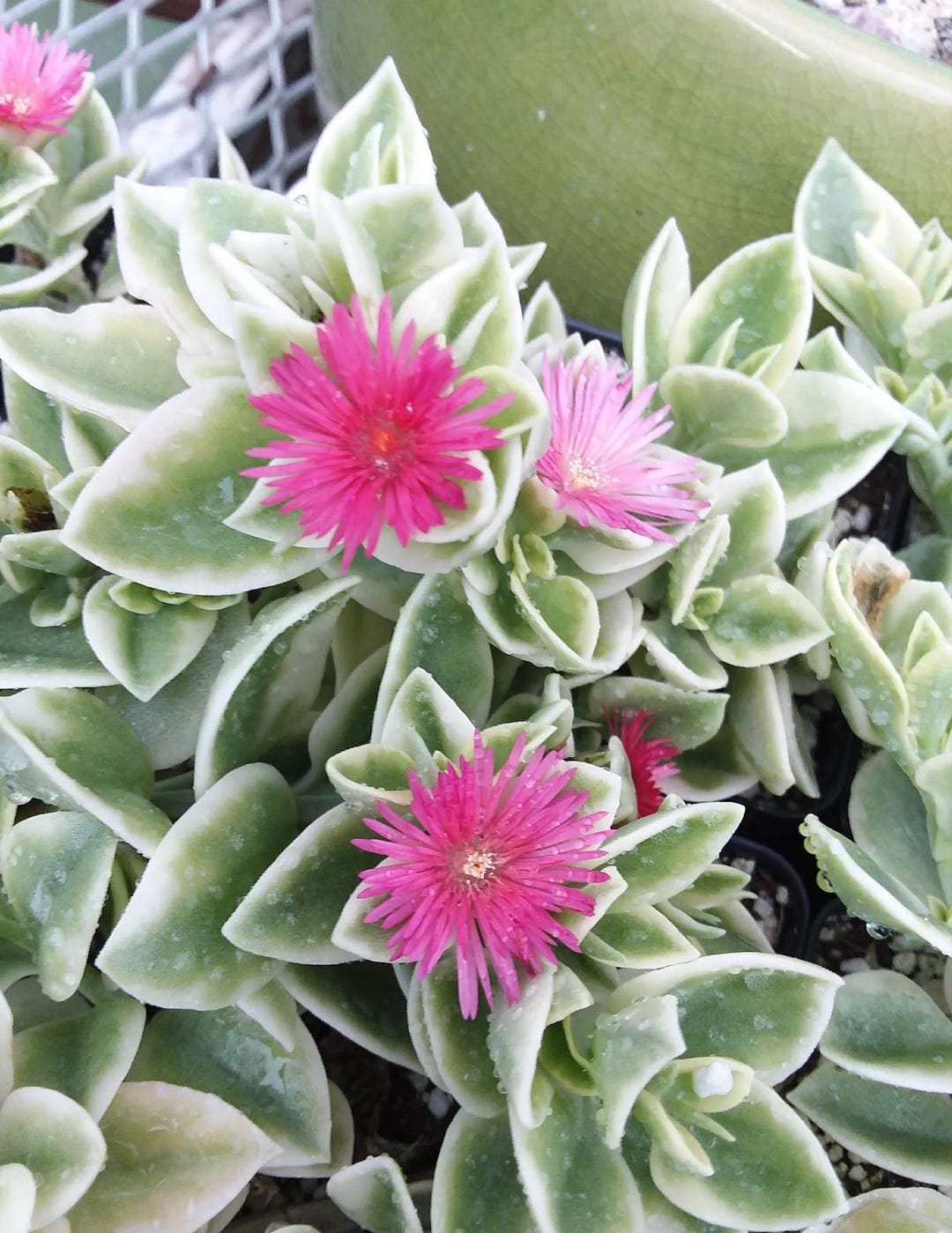 Trailing Mezoo Plants in 4 Inch Grower Pots - Etsy