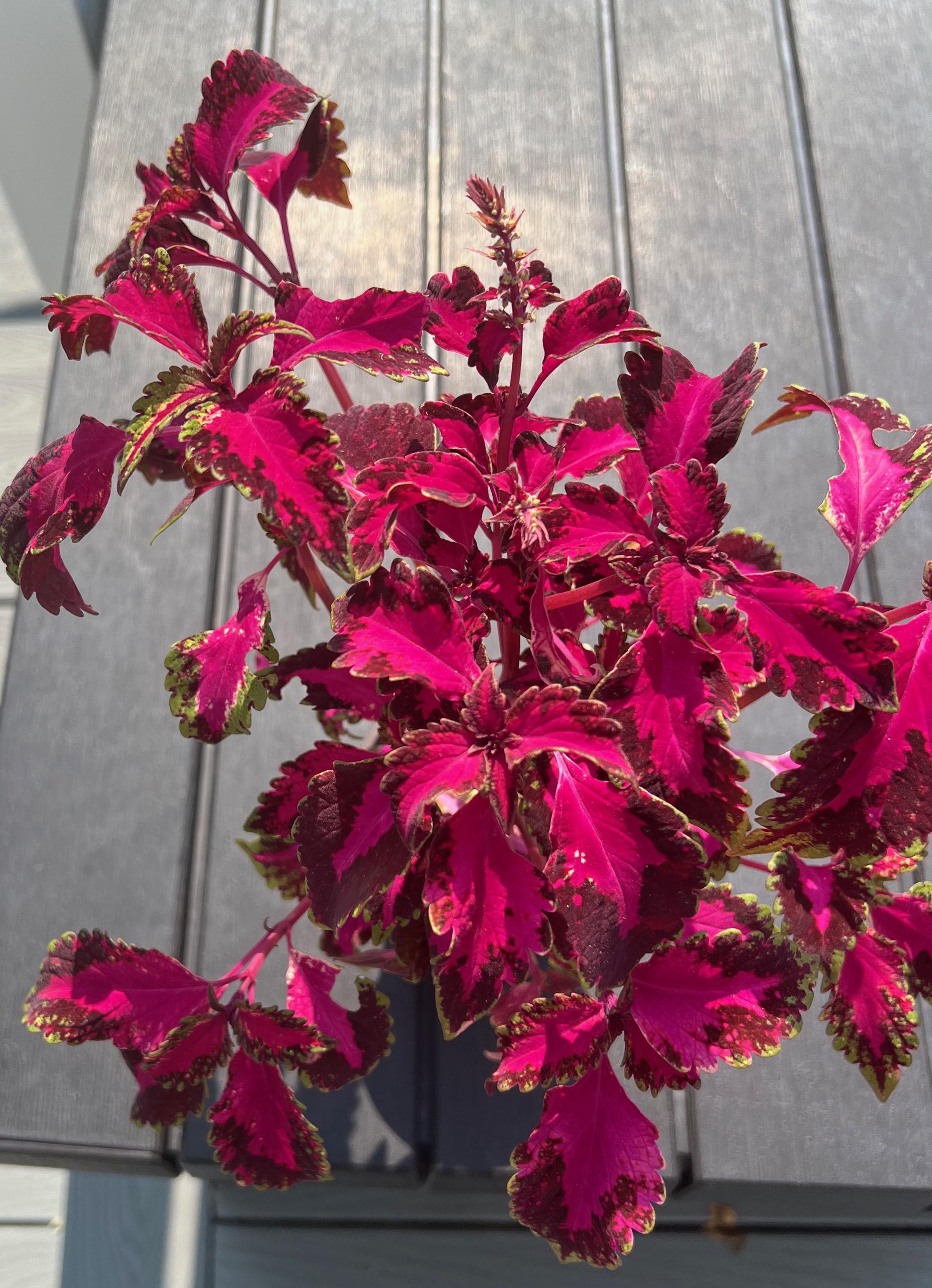 Hot Pink Coleus Plant pink Poodle - Etsy