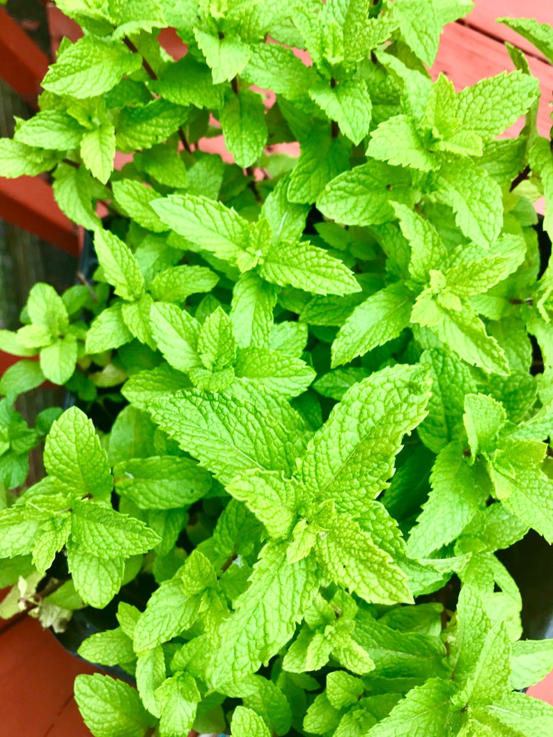 Fully Rooted Sweet Mint Plant in 4 Inch Pots | Etsy