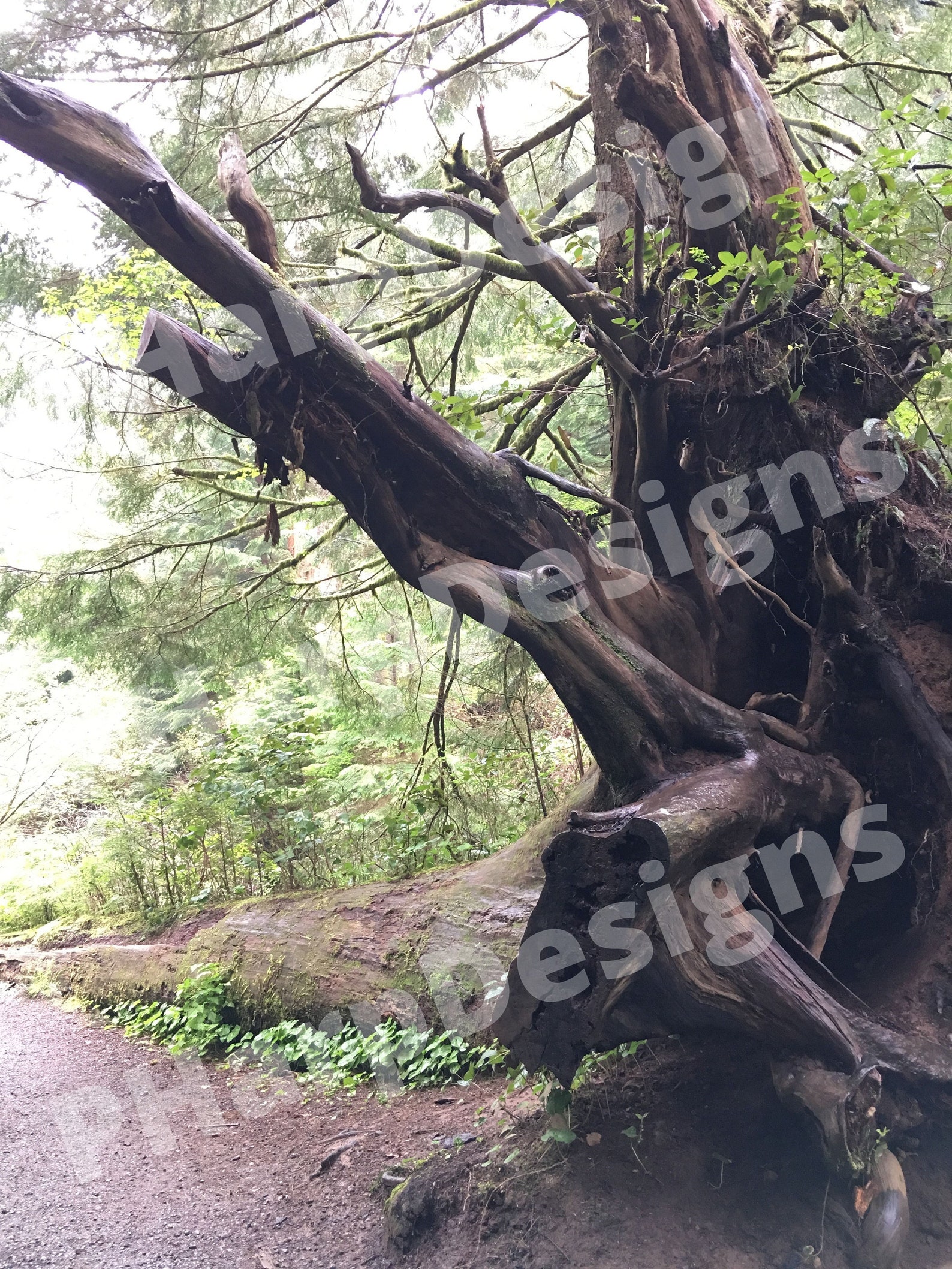 Oregon Tree Wall Art - Etsy