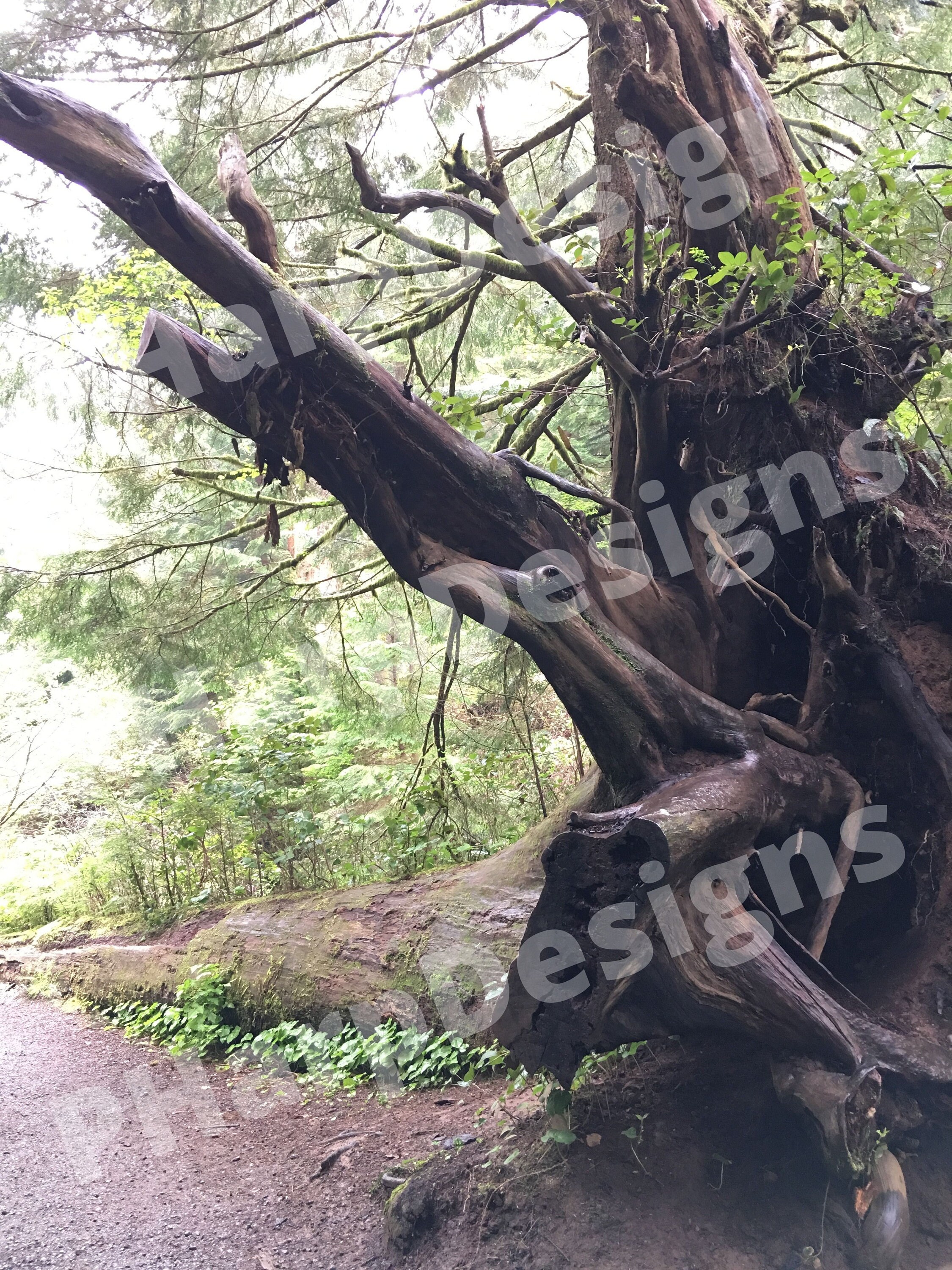 Oregon Tree Wall Art - Etsy