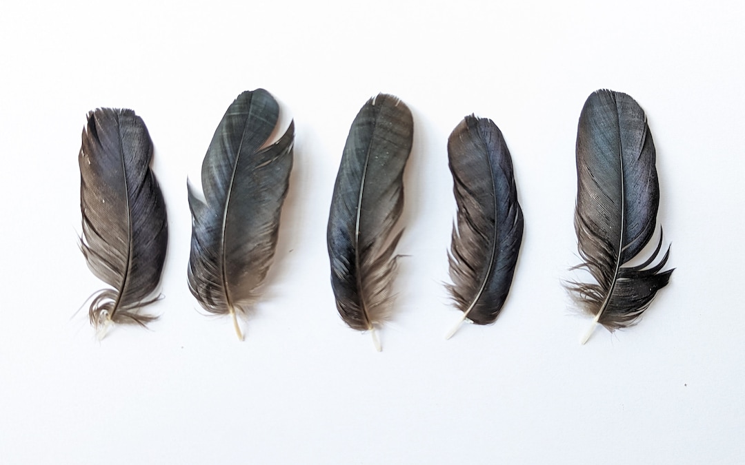 8 Small Rook Feathers, Crow Raven Naturally Shed - Etsy