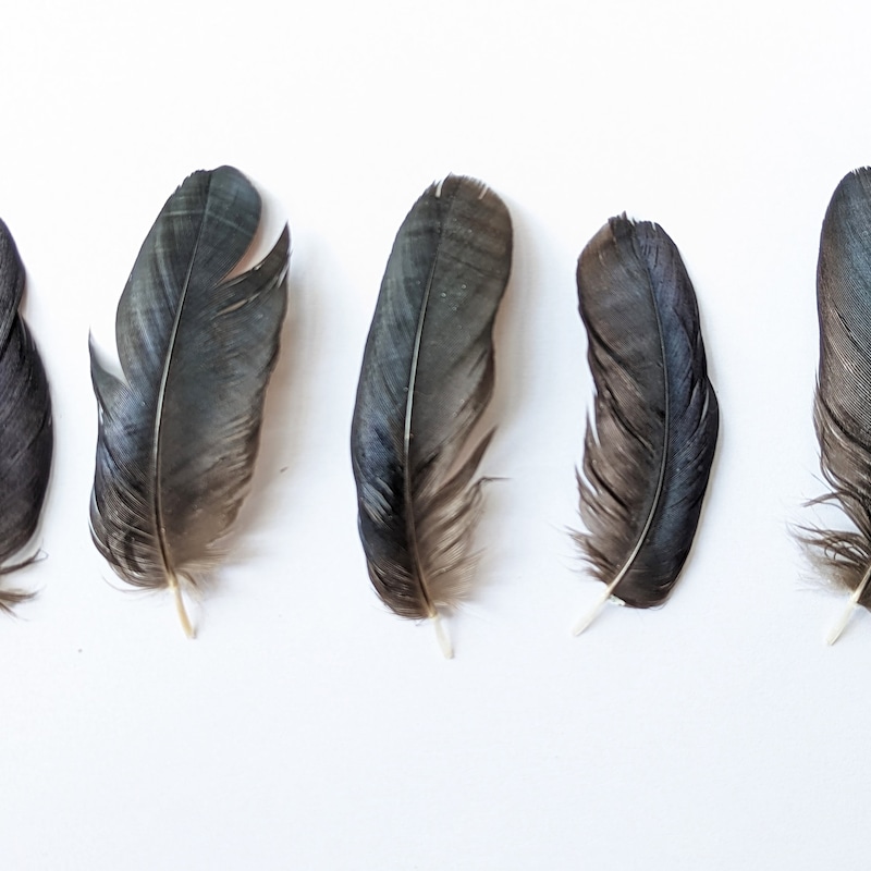 Black Crow Feather - Etsy