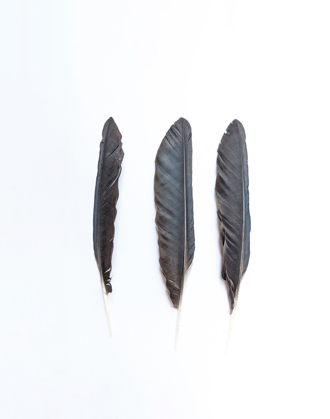 6 Large Rook Feathers Crow Raven Naturally Shed - Etsy