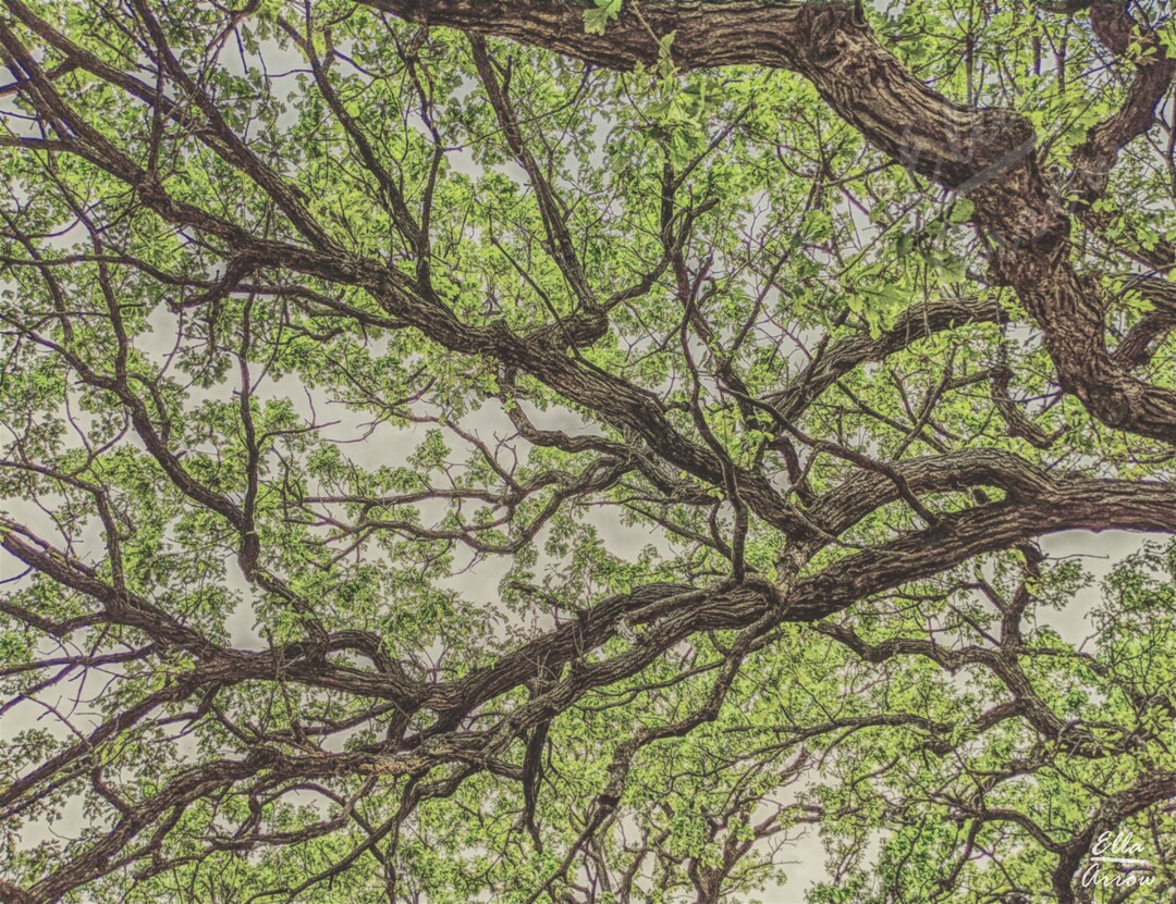 Oak Tree Canopy (digital Image), Forest Photo Instant Digital Download ...