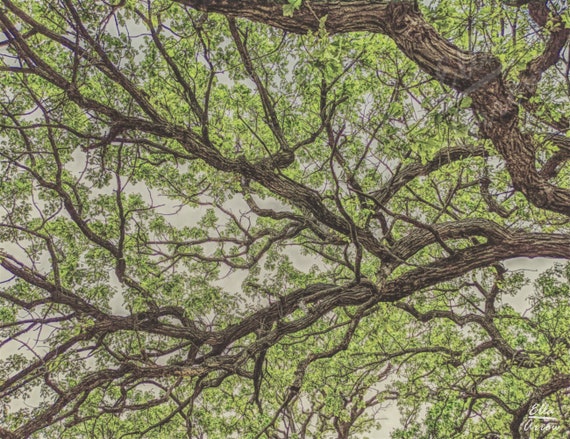 Oak Tree Canopy Digital Image Forest Photo Instant Digital | Etsy