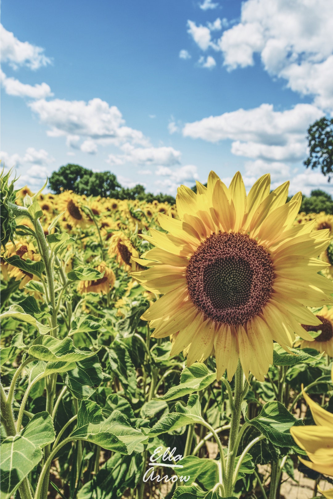 Say Hi, Sunflower (digital Image), Forest Photo Instant Digital ...