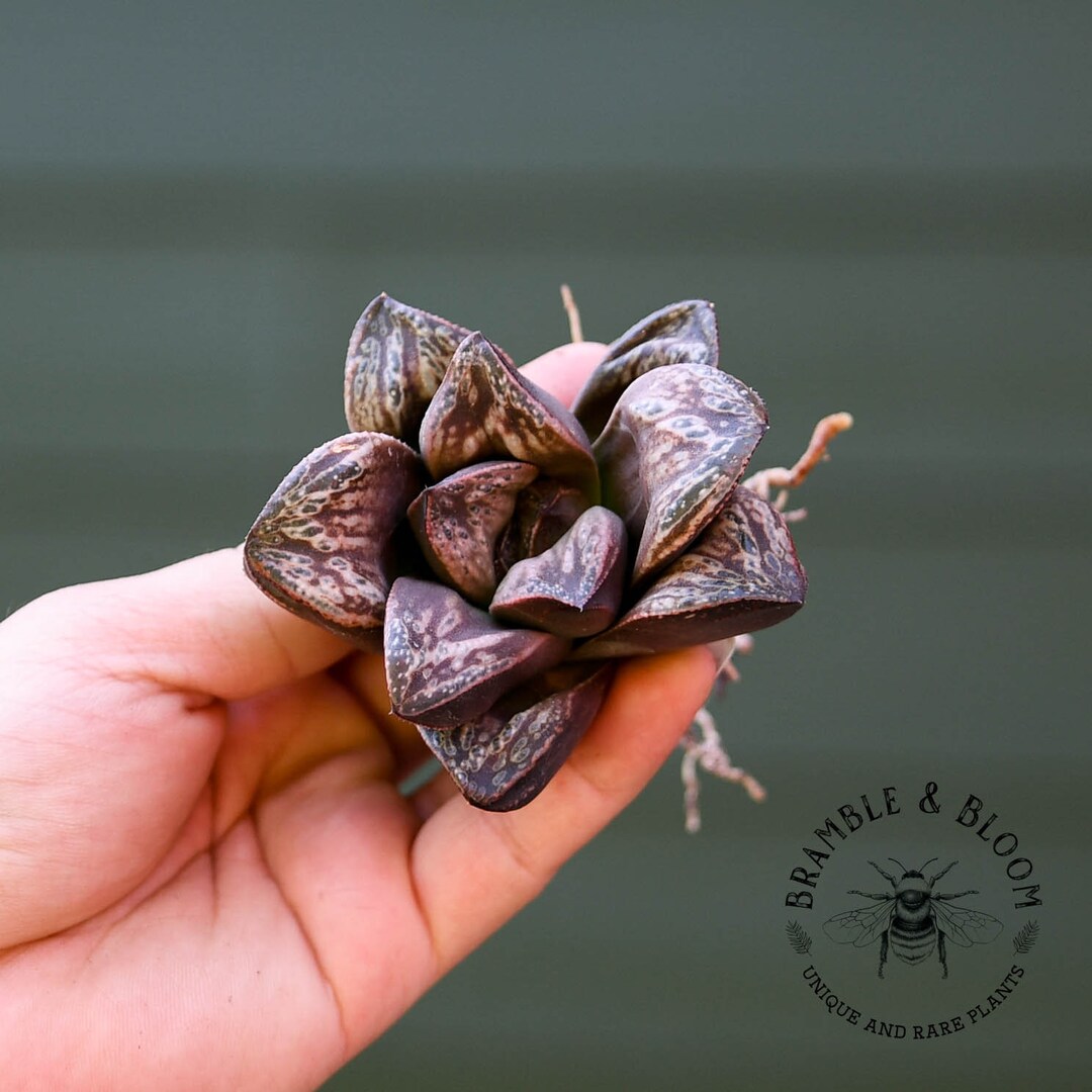 Haworthia Splendens - Large Leaf Inca Rose - Rare Succulent - Etsy