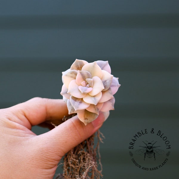 Superbum Succulent - Etsy