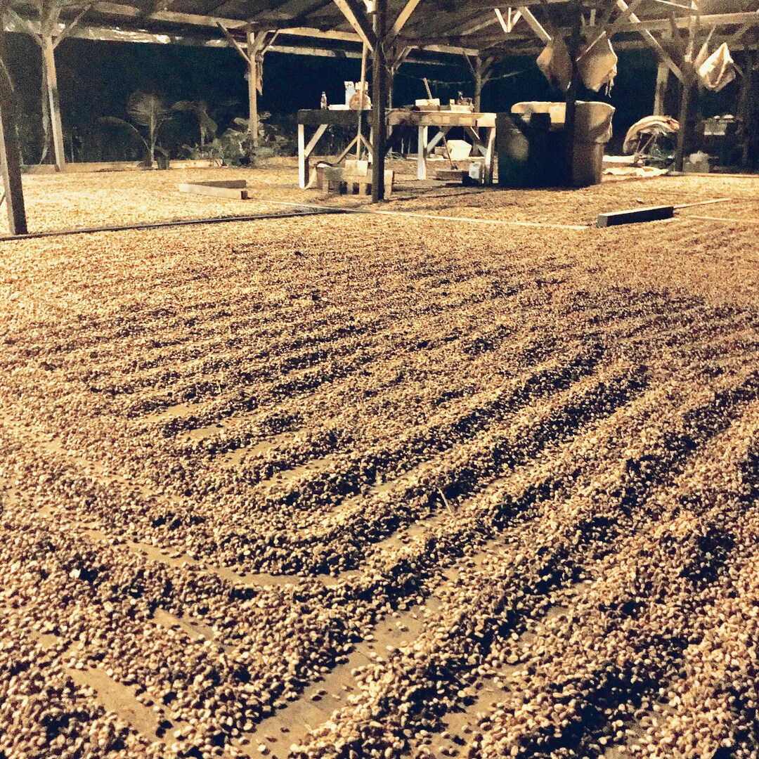 12 Oz Hawaiian Ground Coffee Small Batch Roasted Coffee Ground Coffee ...