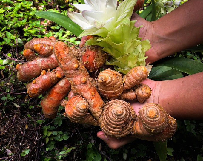 1 Pound Hawaiian Turmeric Roots Naturally Organically Grown USDA ...