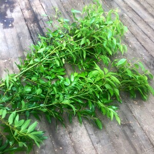 Kona Cinnamon Leaf Tea - Etsy