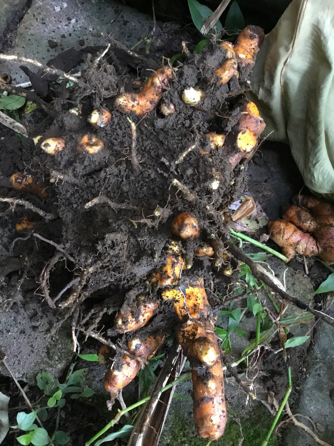 1 Pound 2018 Vintage Certified Organic Hawaiian Turmeric Roots: 3 Years ...